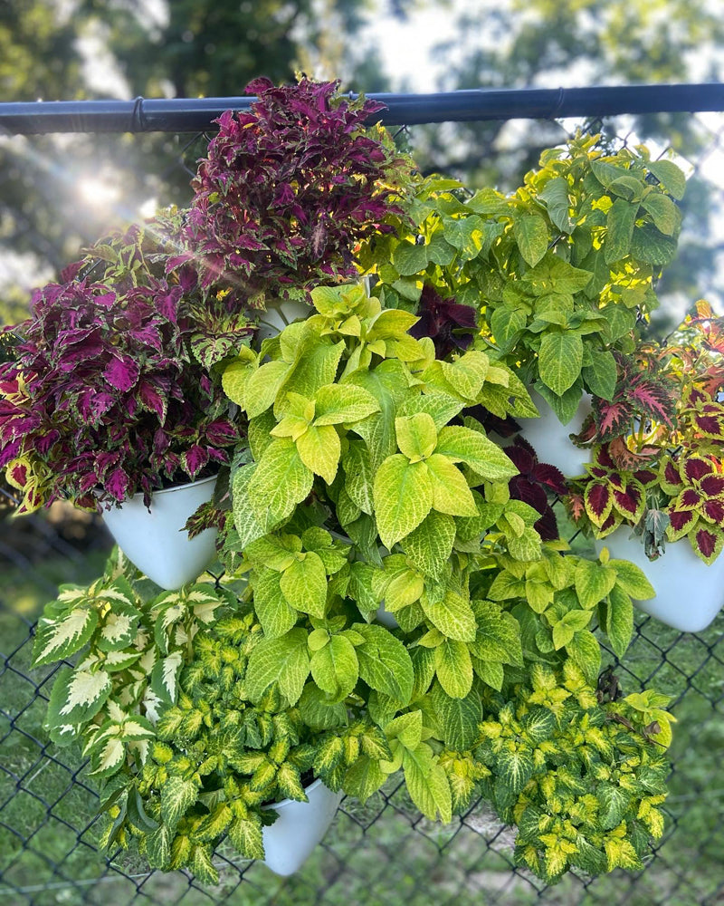 Vertical Gardens: Harnessing the Power of Sead Pod Planters to Revital ...