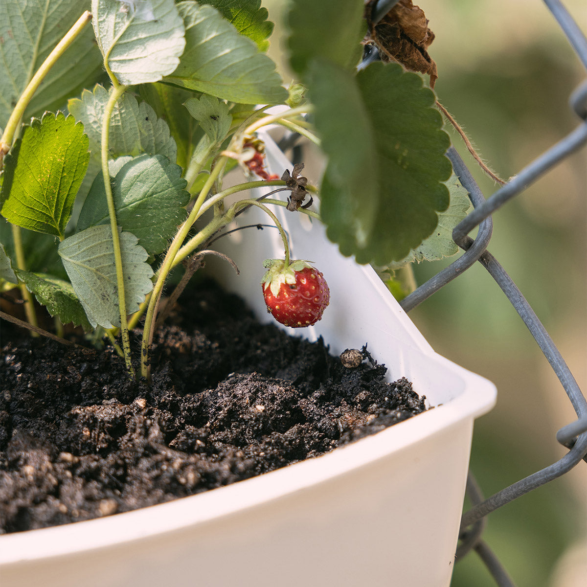 How To Use - Plant Seads