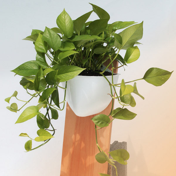 Plant Seads - Grow anywhere with Sead Pods