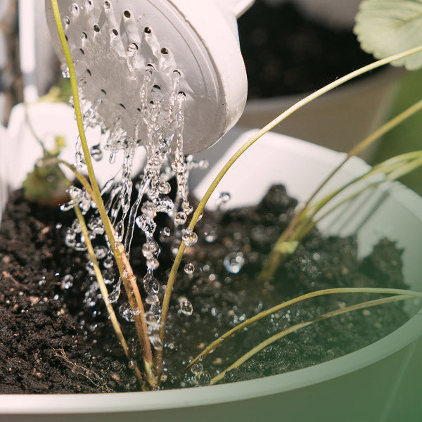 Plant Seads - Grow anywhere with Sead Pods